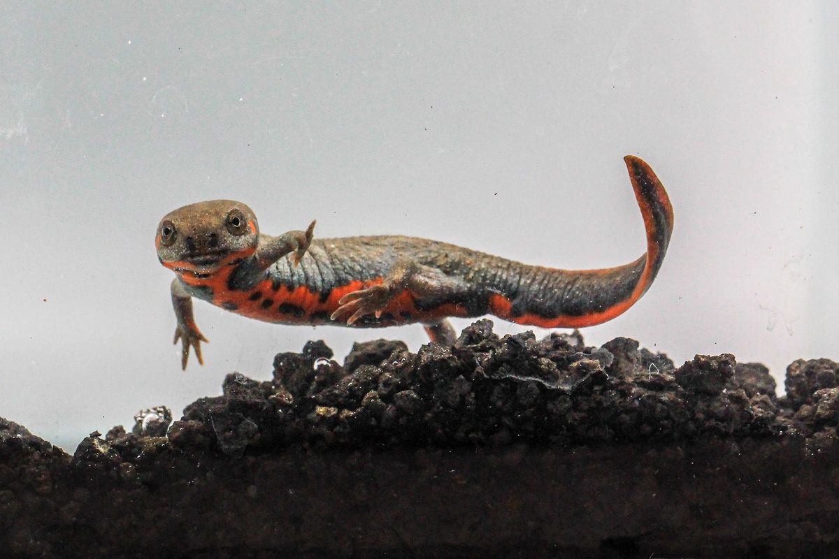 Cynops Cyanurus (Fire Belly Newts)