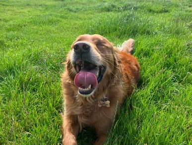 walkingthewolds.co.uk - Dog Walks, Yorkshire Wolds, Our Walks