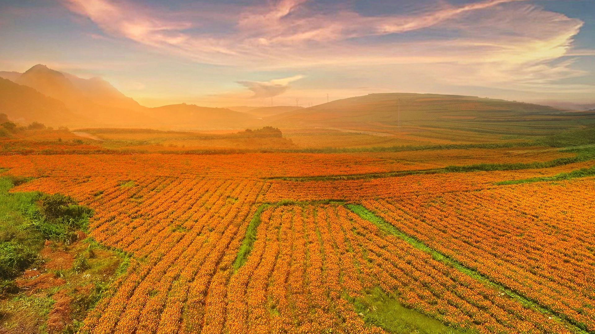Premium Agri Products