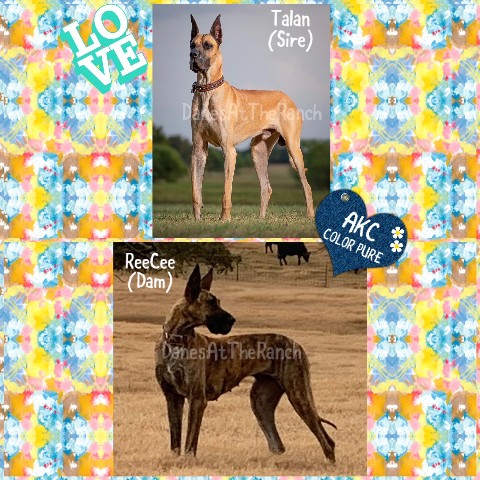 Great Dane - Danes at The Ranch