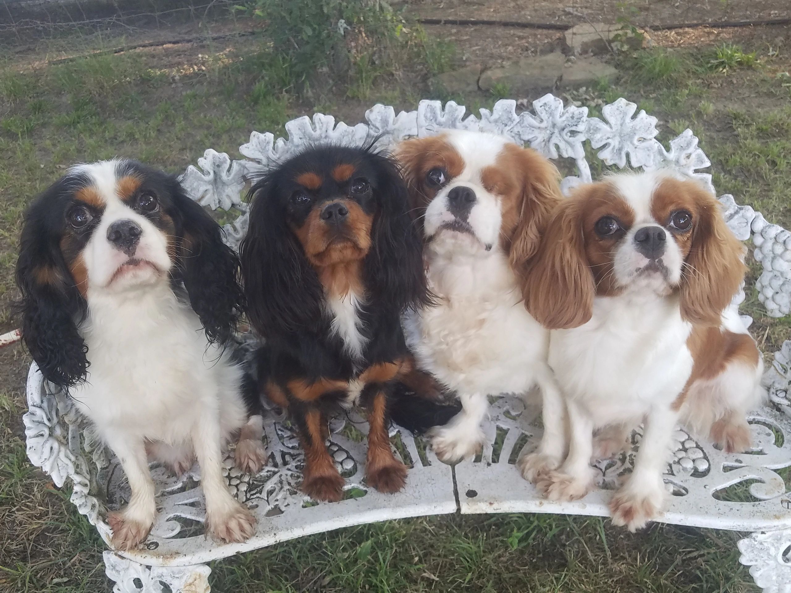 Lily of the Valley Cavaliers