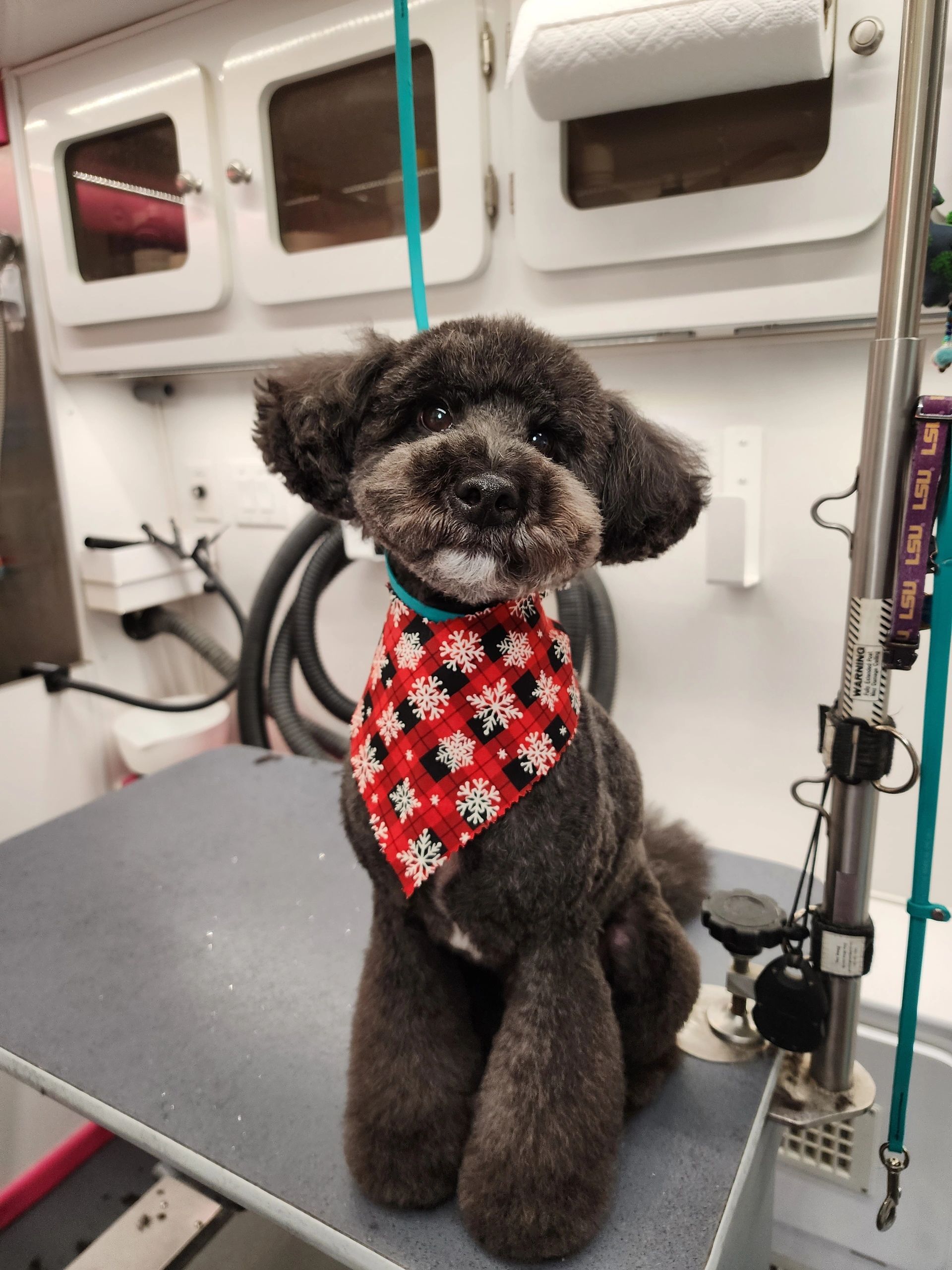 Paw In Hand Mobile Grooming