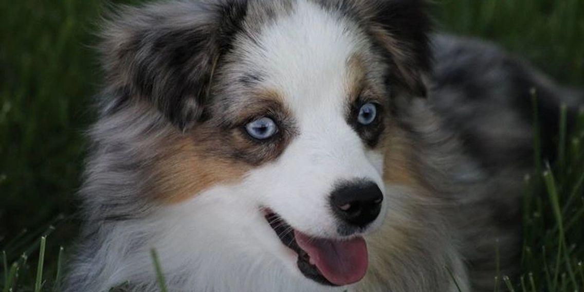 ABOUT | Fetching Toy Aussies