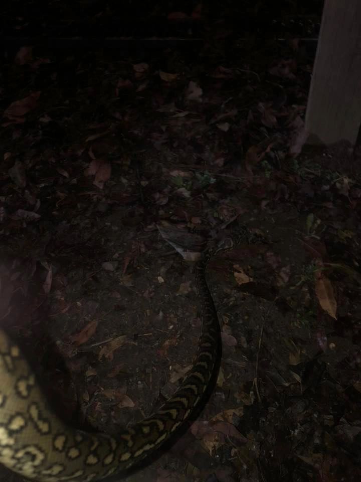 Beautiful carpet python!