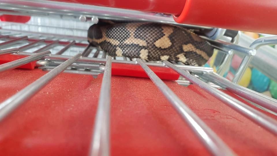 Snake in a Coles shopping trolley!