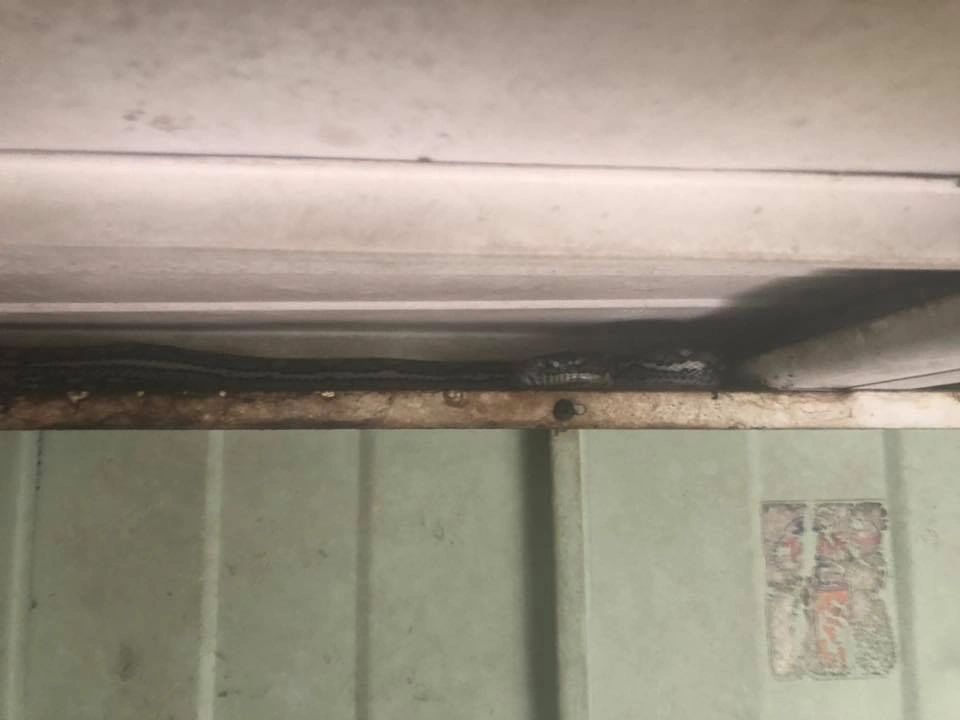 Coastal carpet python chilling in a shed roof!
