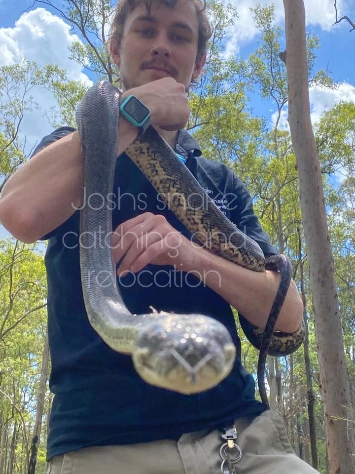 BEAUTIFUL! Coastal carpet python