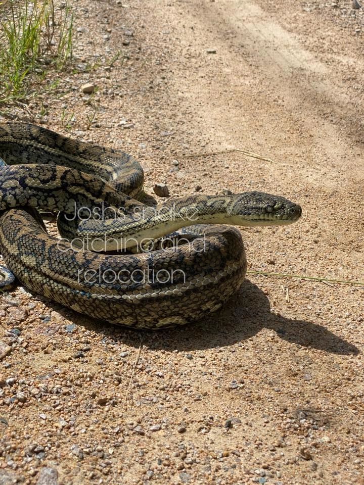 release of the coastal carpet python