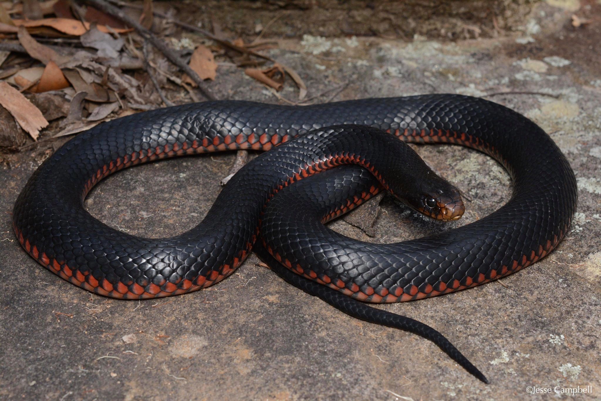 Snake Catcher Brisbane | Reliable 24/7 Snake Removal Service - Josh's ...