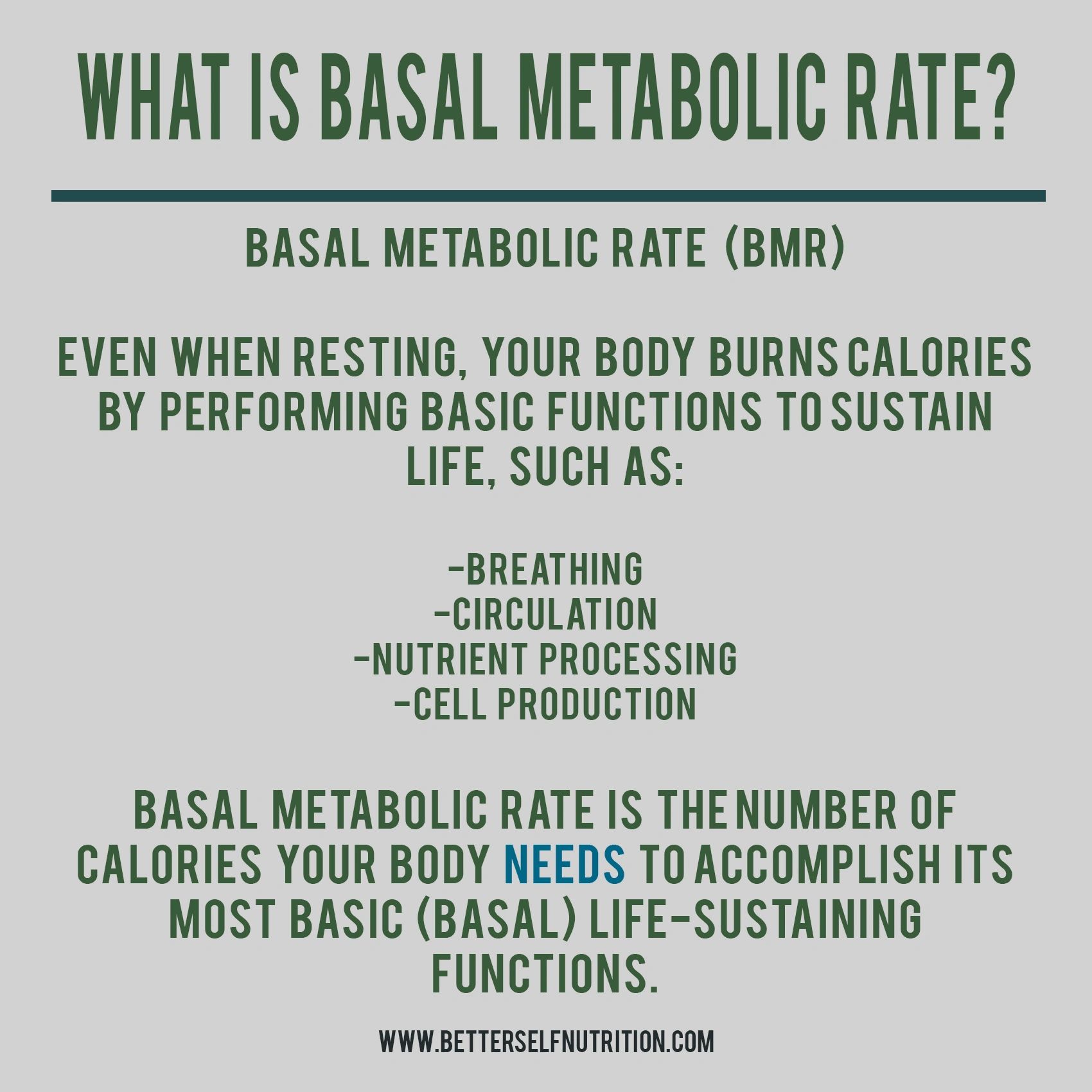 What is Basal Metabolic Rate?
