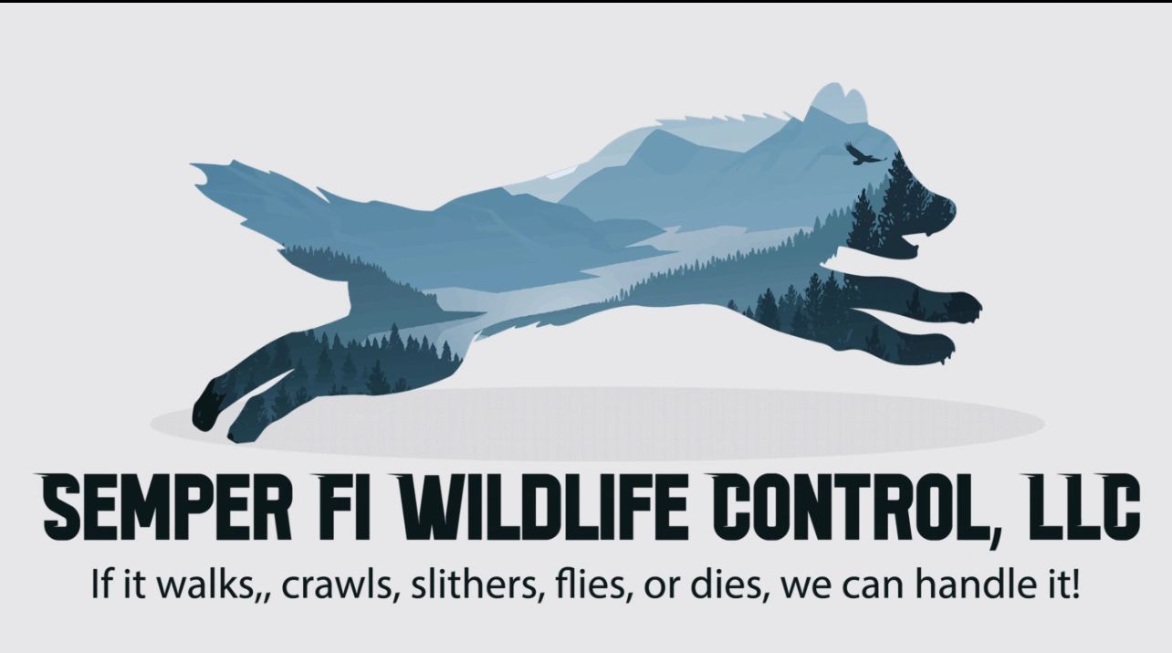 Dead Animal Carcass Disposal Company - Dead Animal Removal Nashville