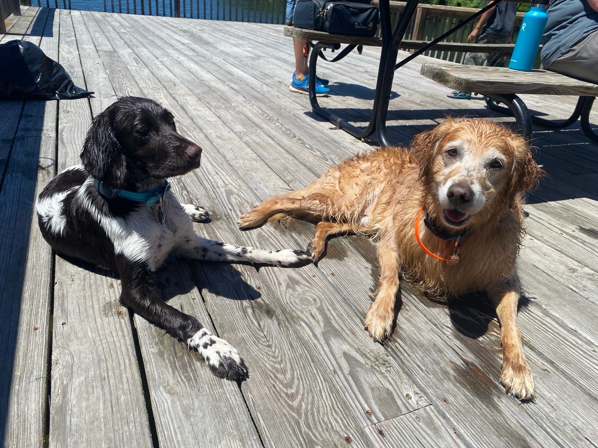 Lewis and Bark Kennels