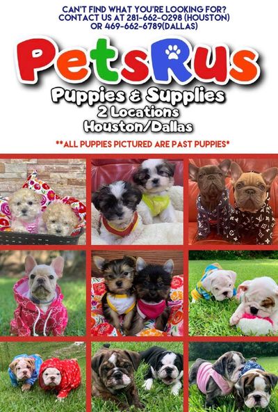 Pets-R-Us - Puppies for Sale, Puppies, Puppy