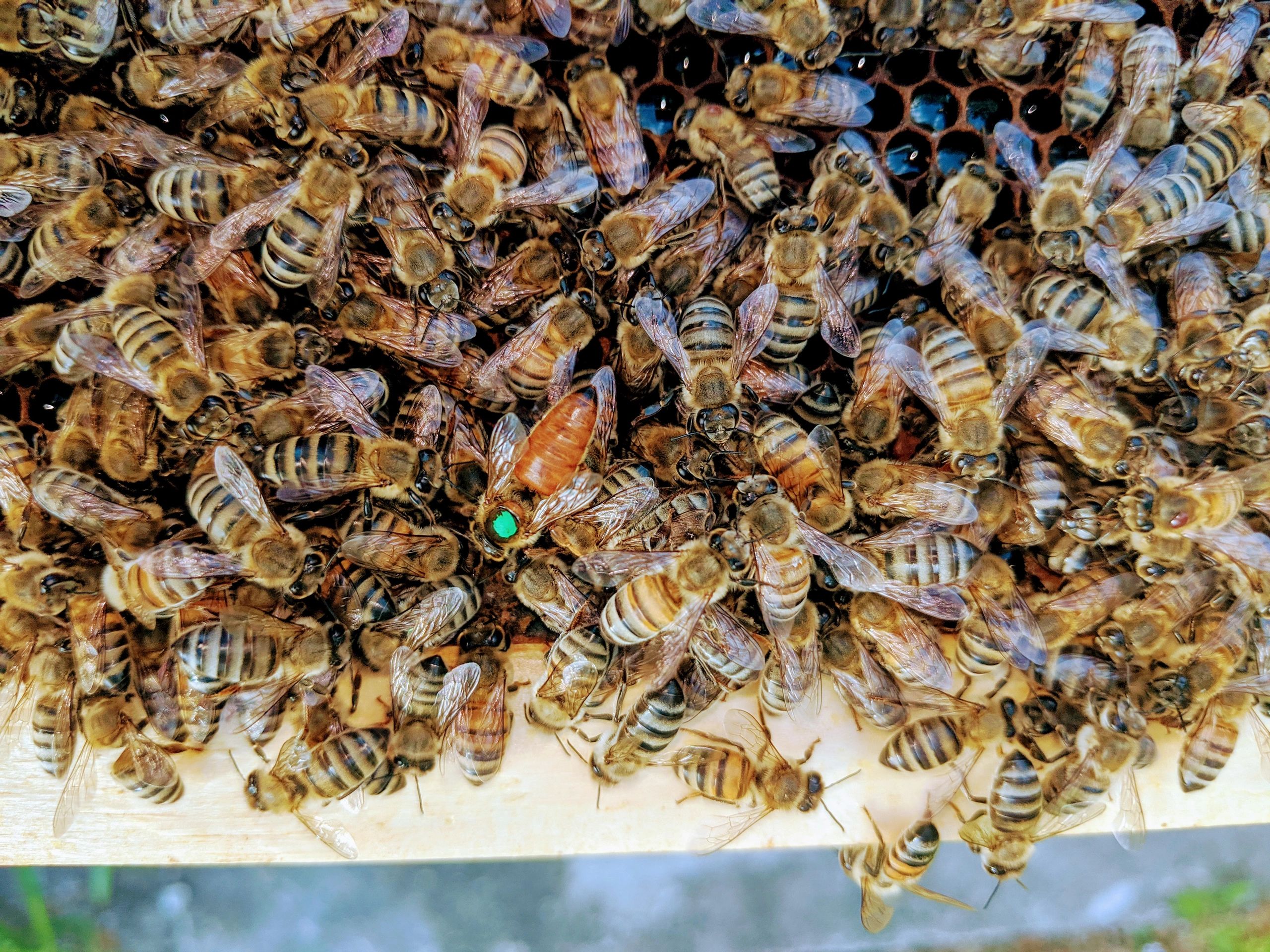 Broward Beekeepers Association