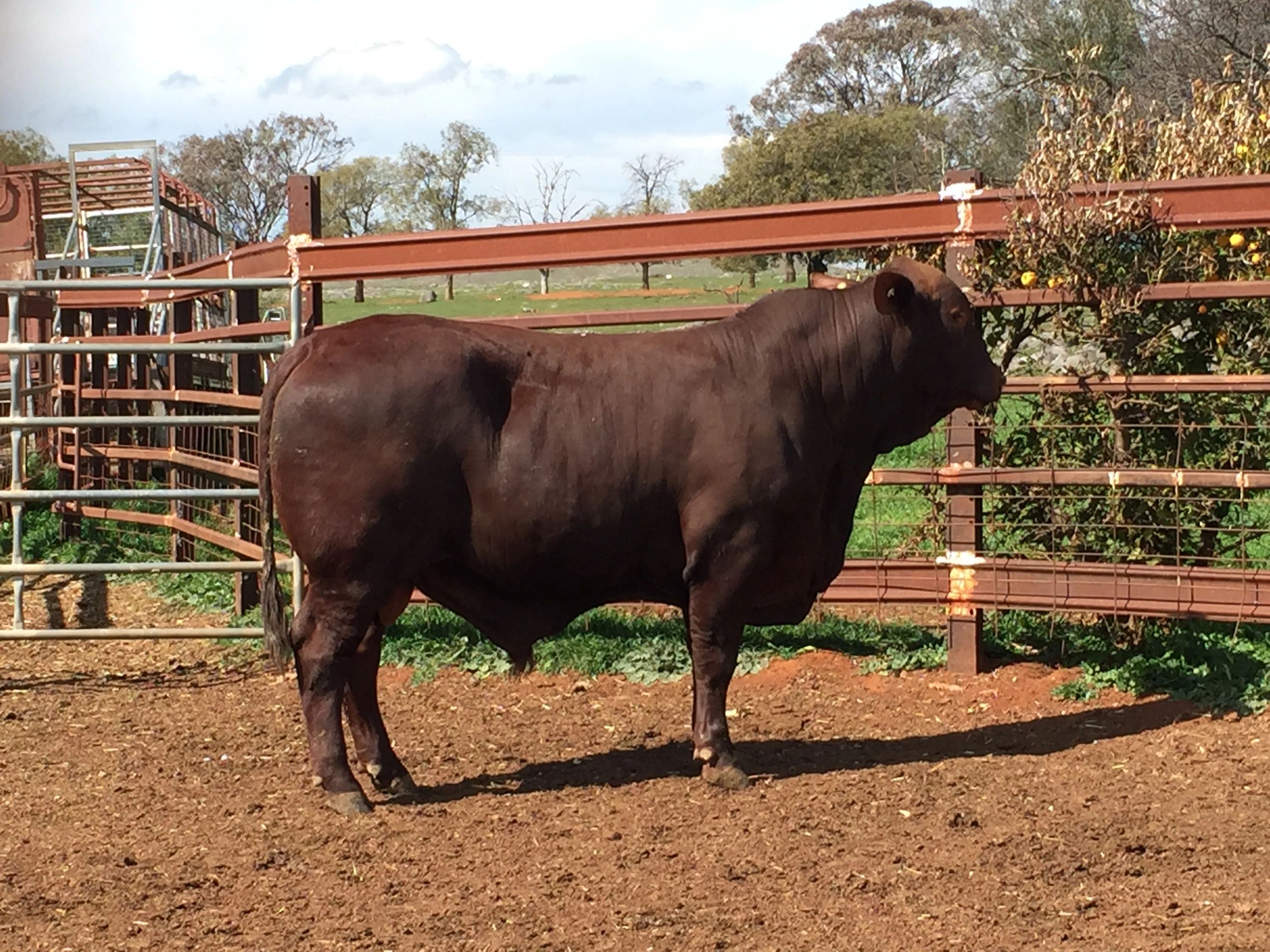 Cattle | Highfield Farming