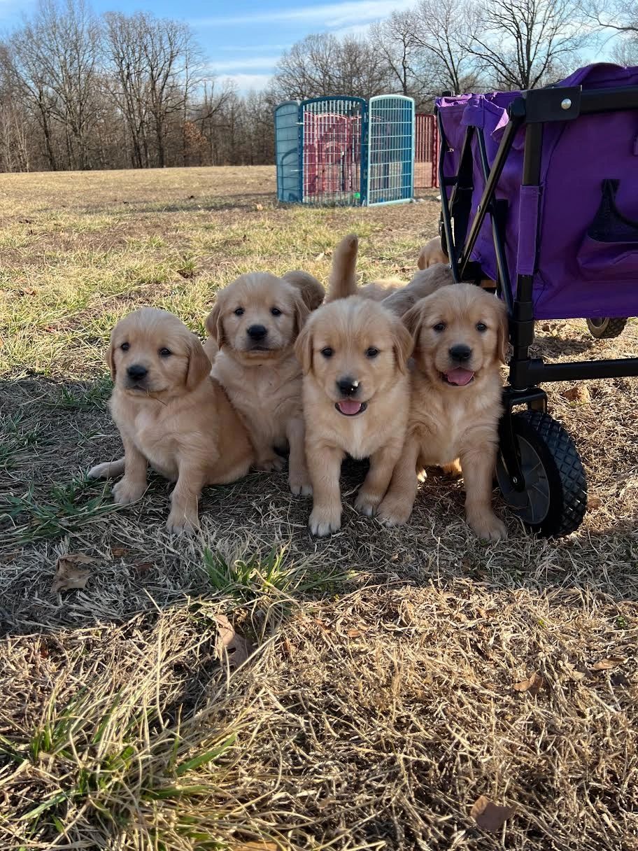 BNJ Goldens - Golden Puppies Near Me, Akc Golden, Golden Retriever Puppies