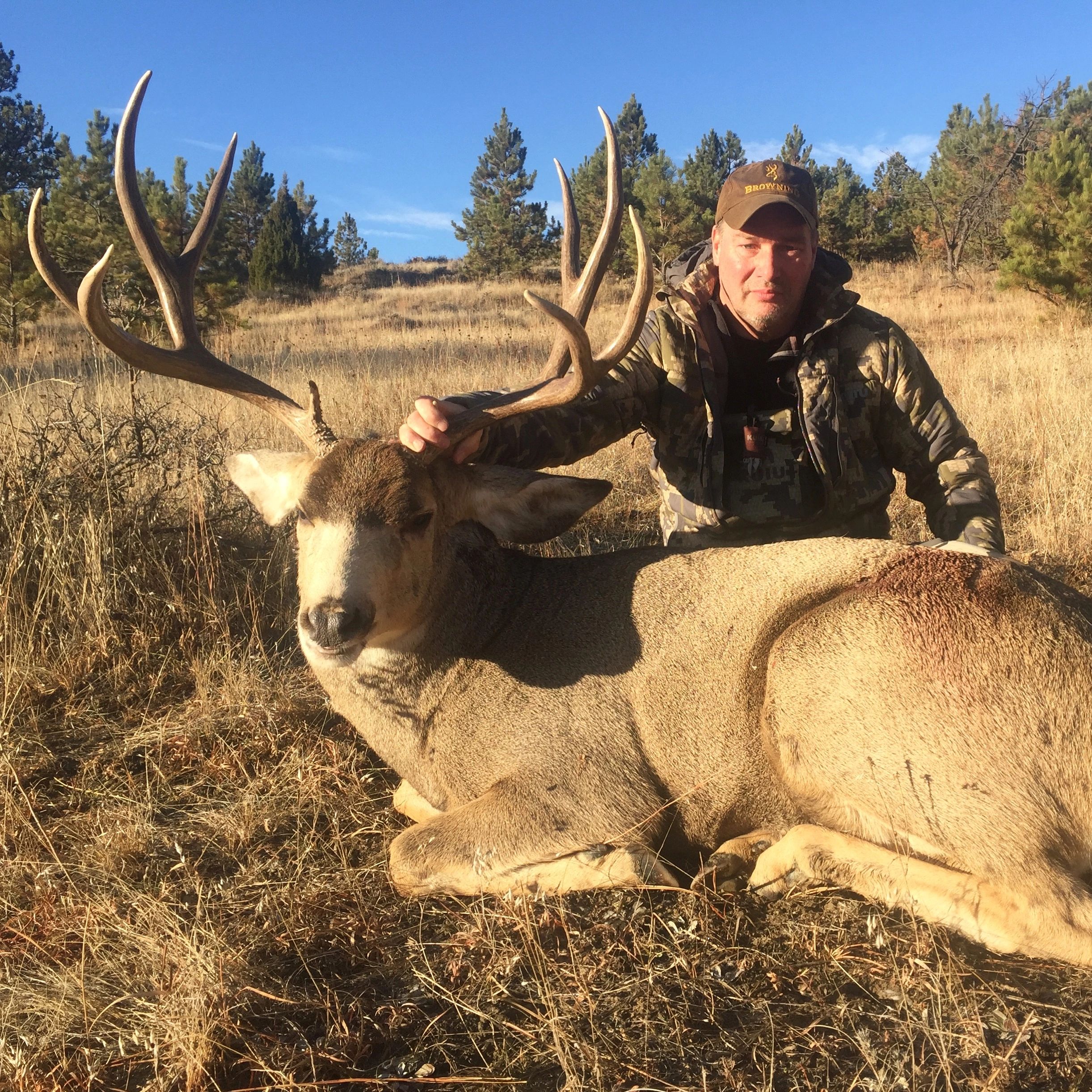 Mule Deer Photos | Elusive