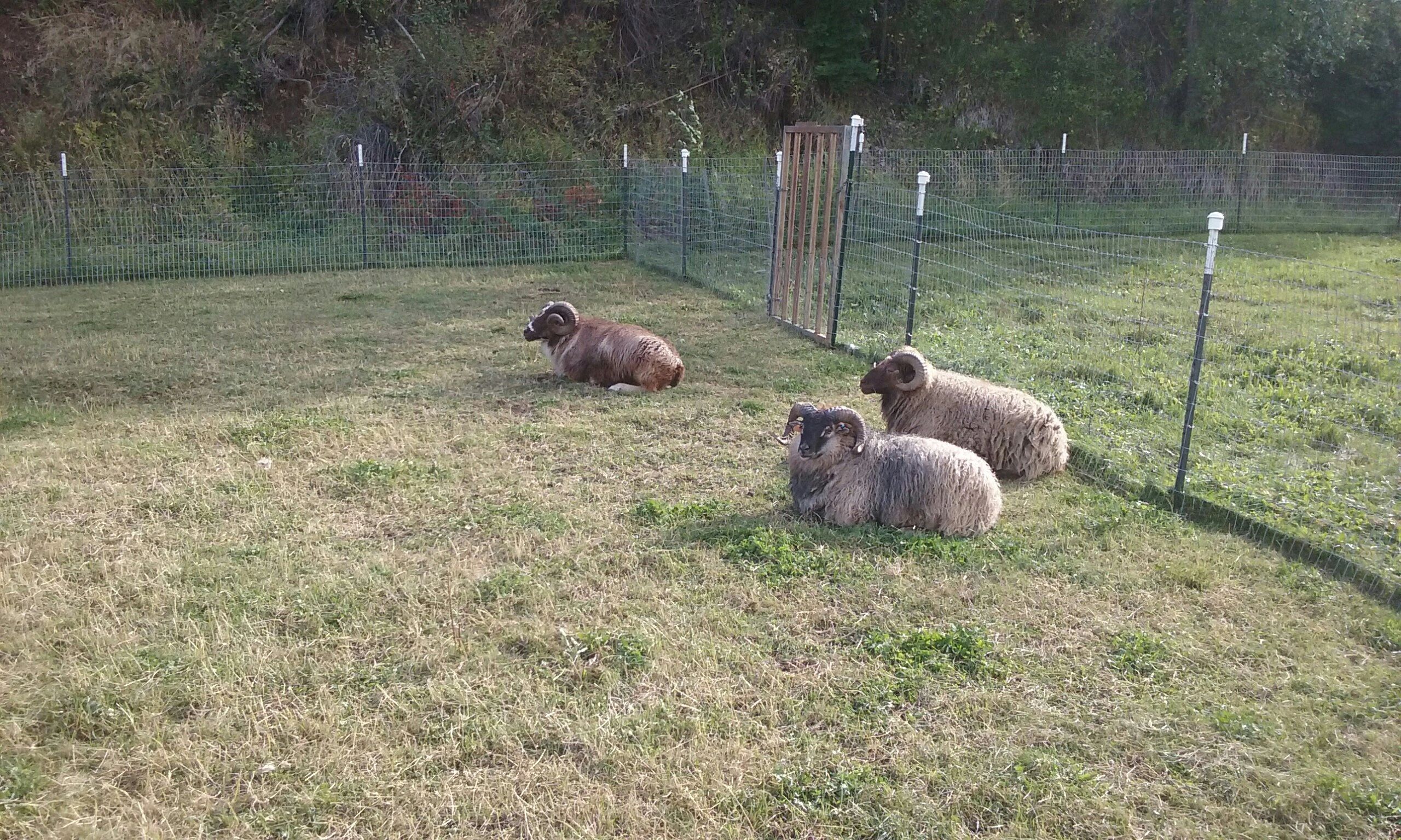 Icelandic Rams - Heritage Hooves Homestead