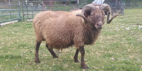 Icelandic Rams - Heritage Hooves Homestead | Heritage Hooves Homestead