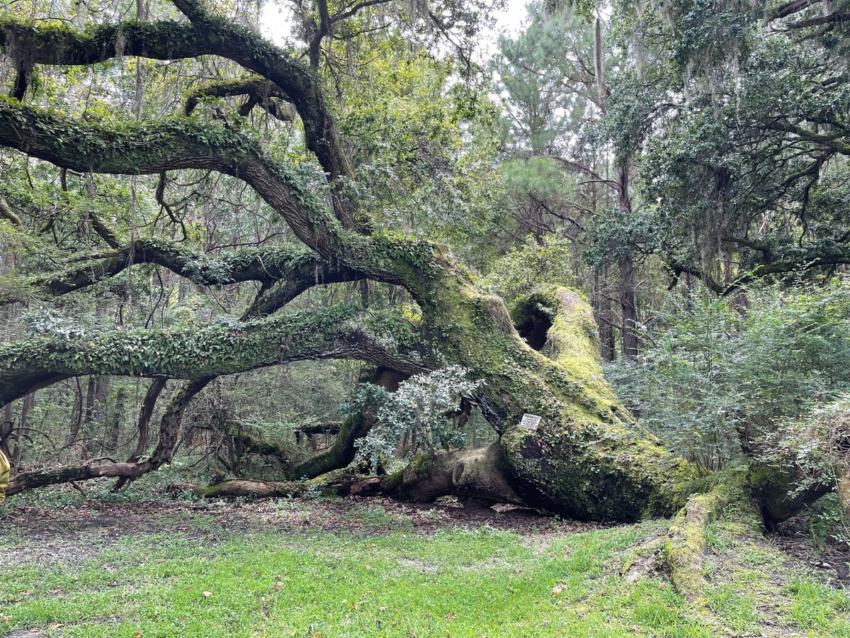 Pre-Recorded Class: Trees and Roots in Hoodoo