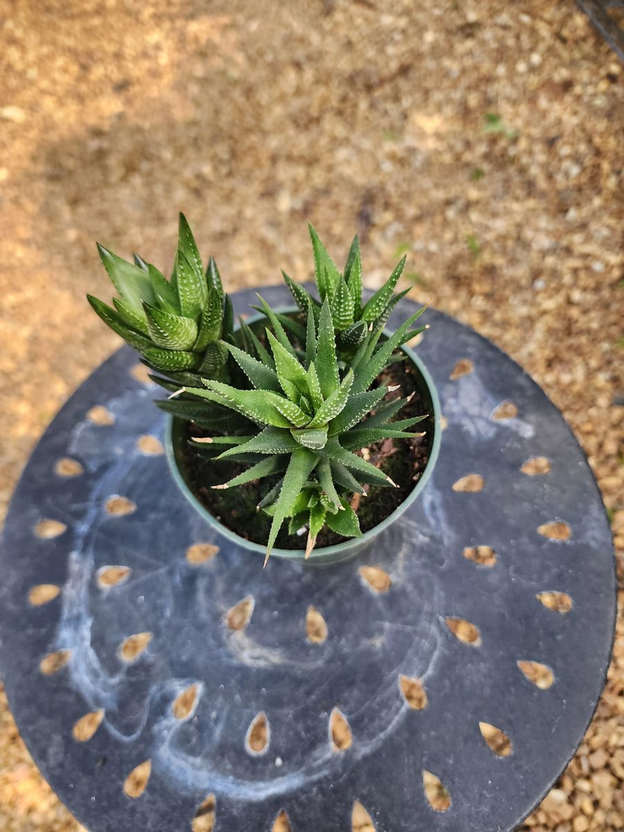 Zebra Hawowthia in a 4-inch pot