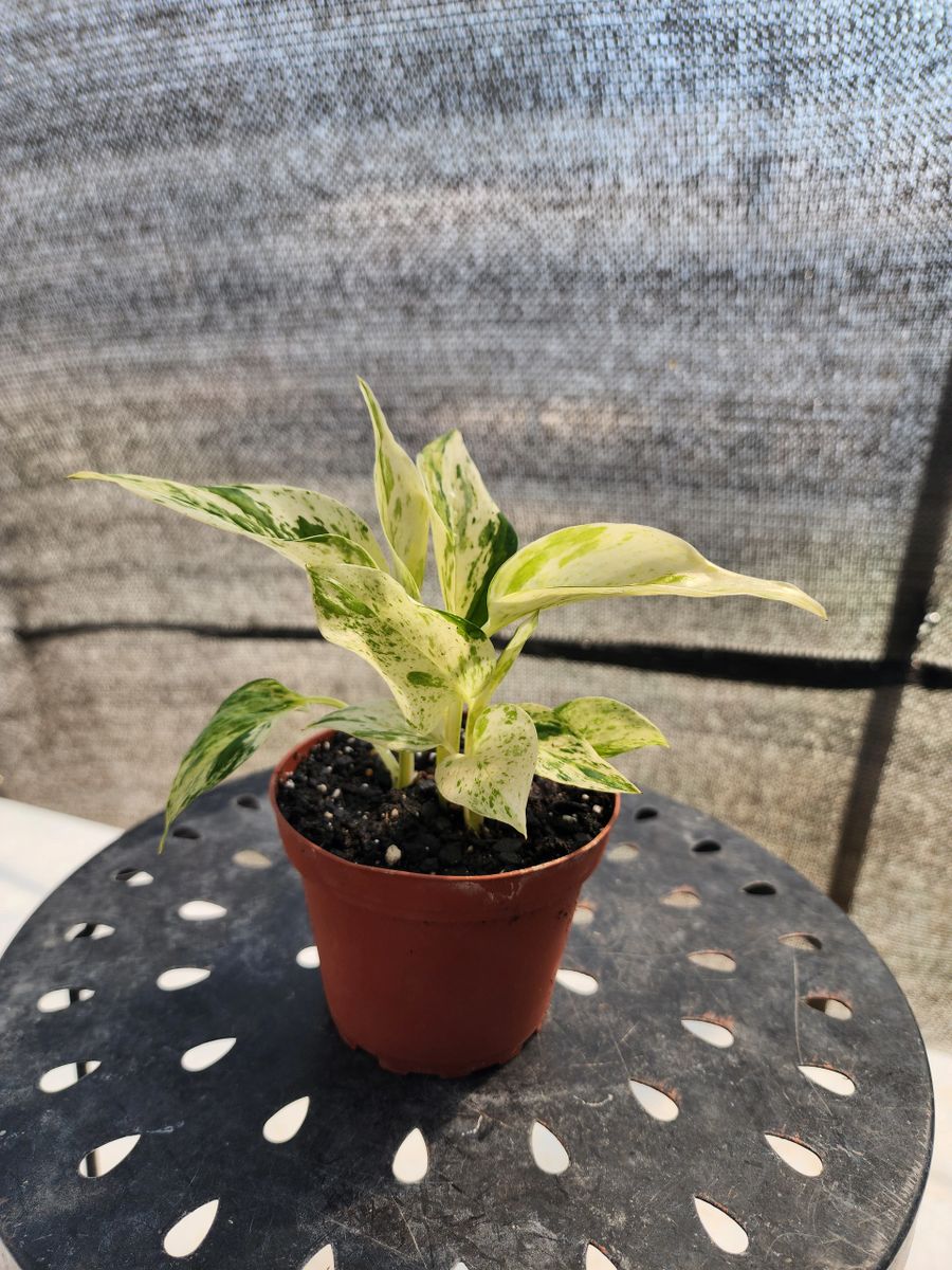 4" Snow Queen Pothos