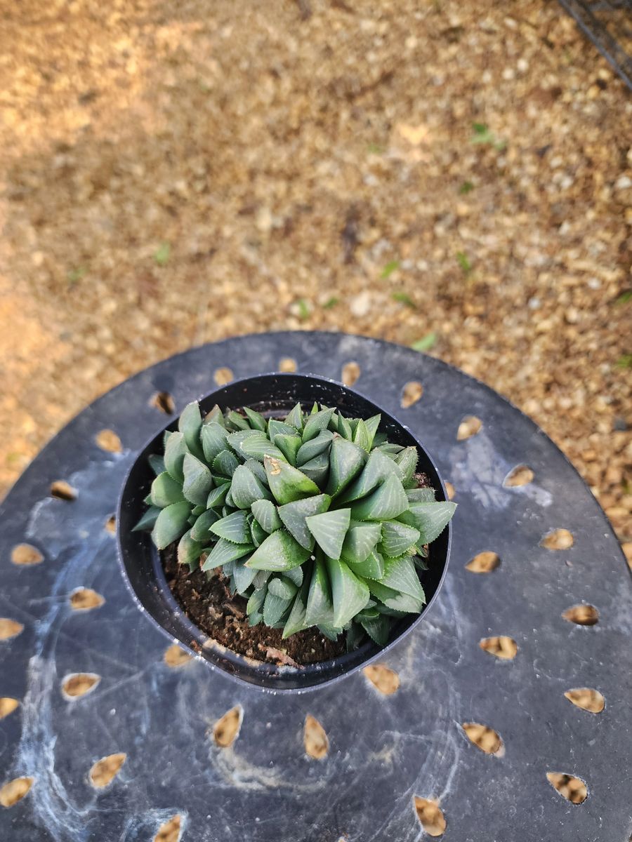 Haworthia retusa - Star Cactus in a 4-inch pot