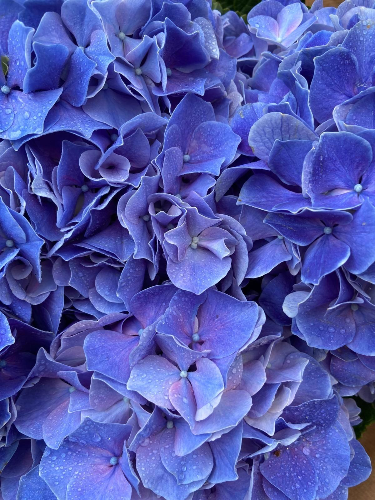 Fresh Flowers Delivery | Margate Flowers