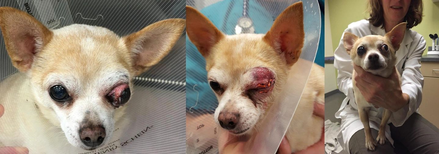 My dog's eye popped out! Traumatic Eye Proptosis