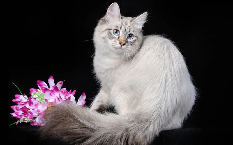 Siberian Cat Rescue Sacramento