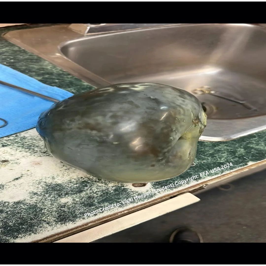 Enteroliths in Horses: Understanding, Prevention, and Treatment