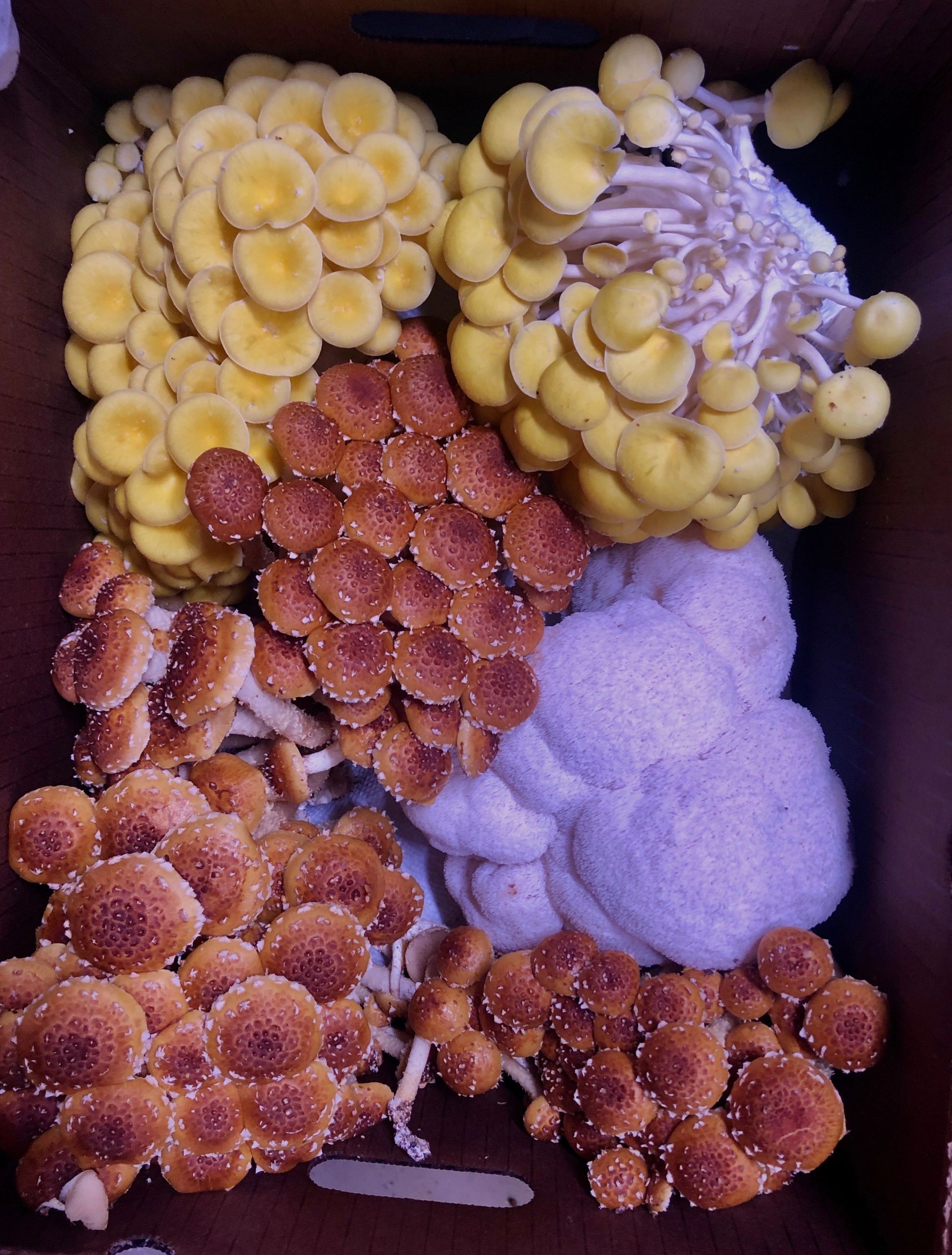 Mystic Mountain Mushrooms