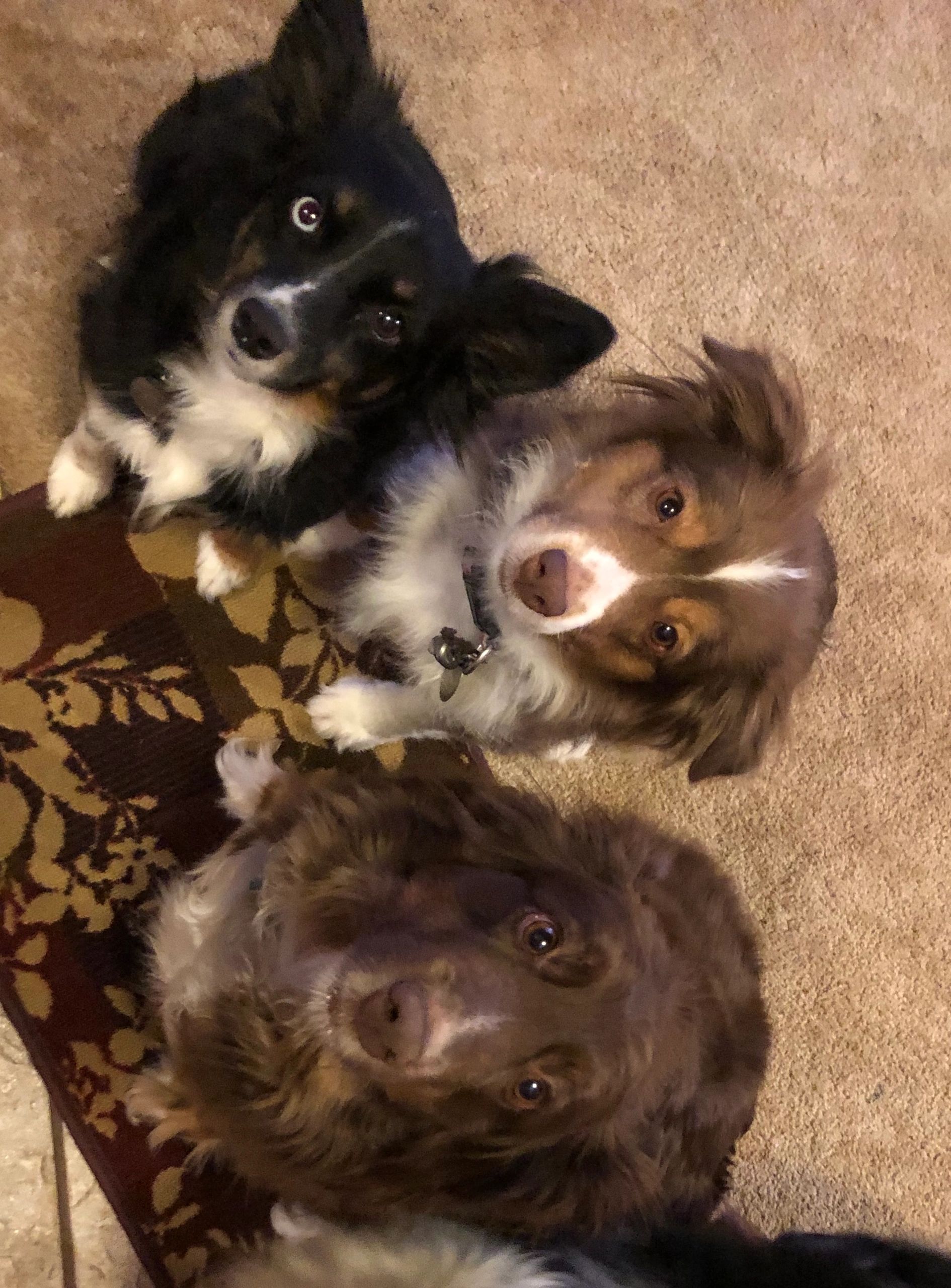Idaho Mountain Mini Aussies