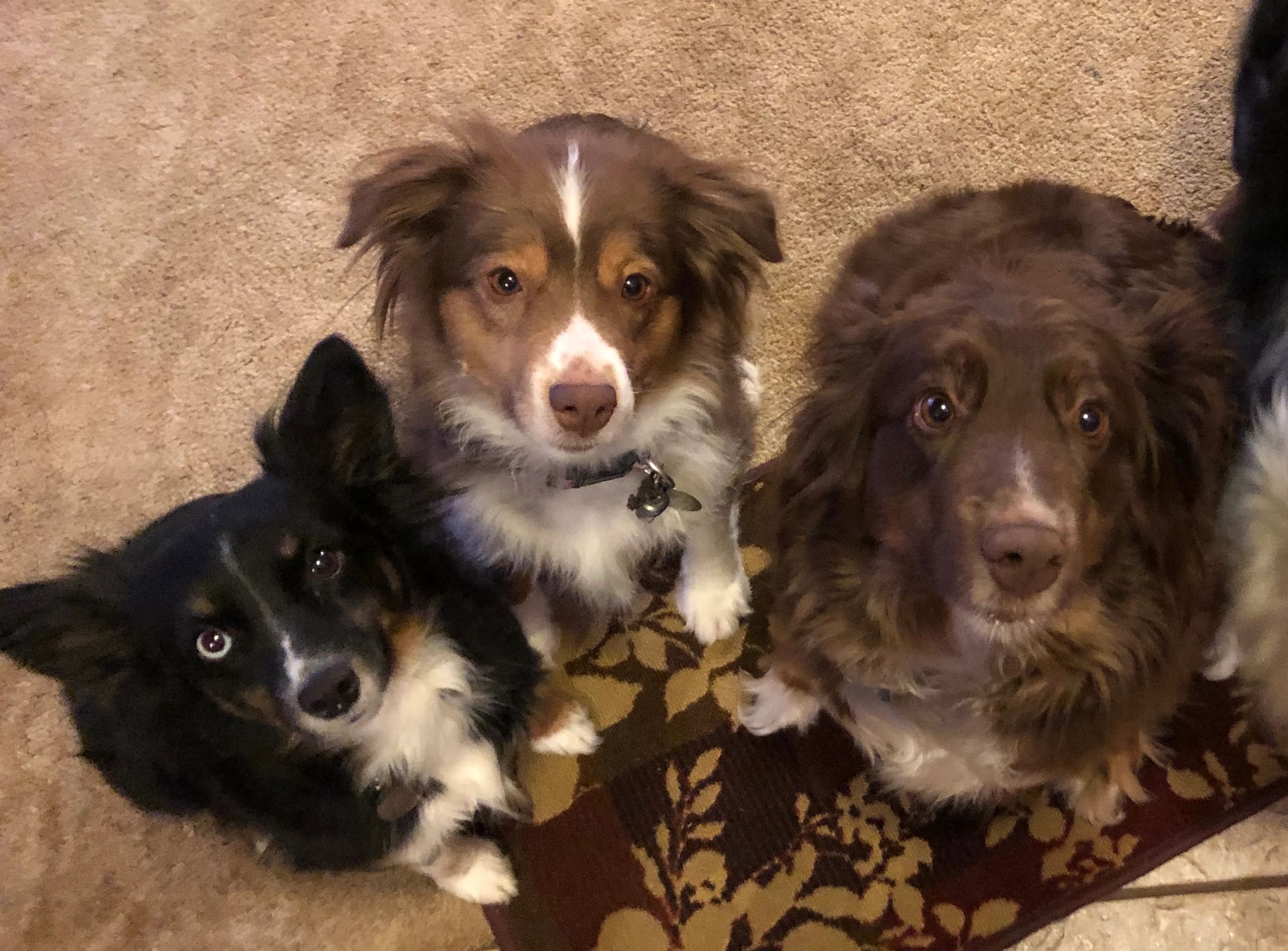 Idaho Mountain Mini Aussies