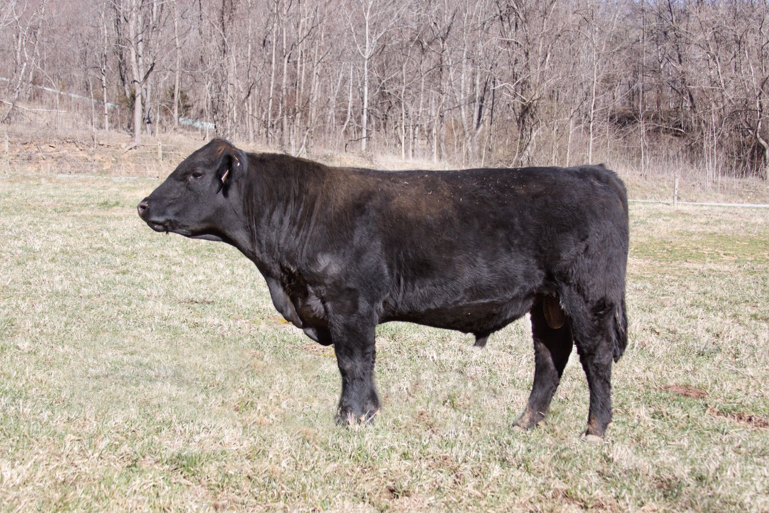 Walnut Hills Farm - Saler Purebred Cattle, Seedstock Breeder