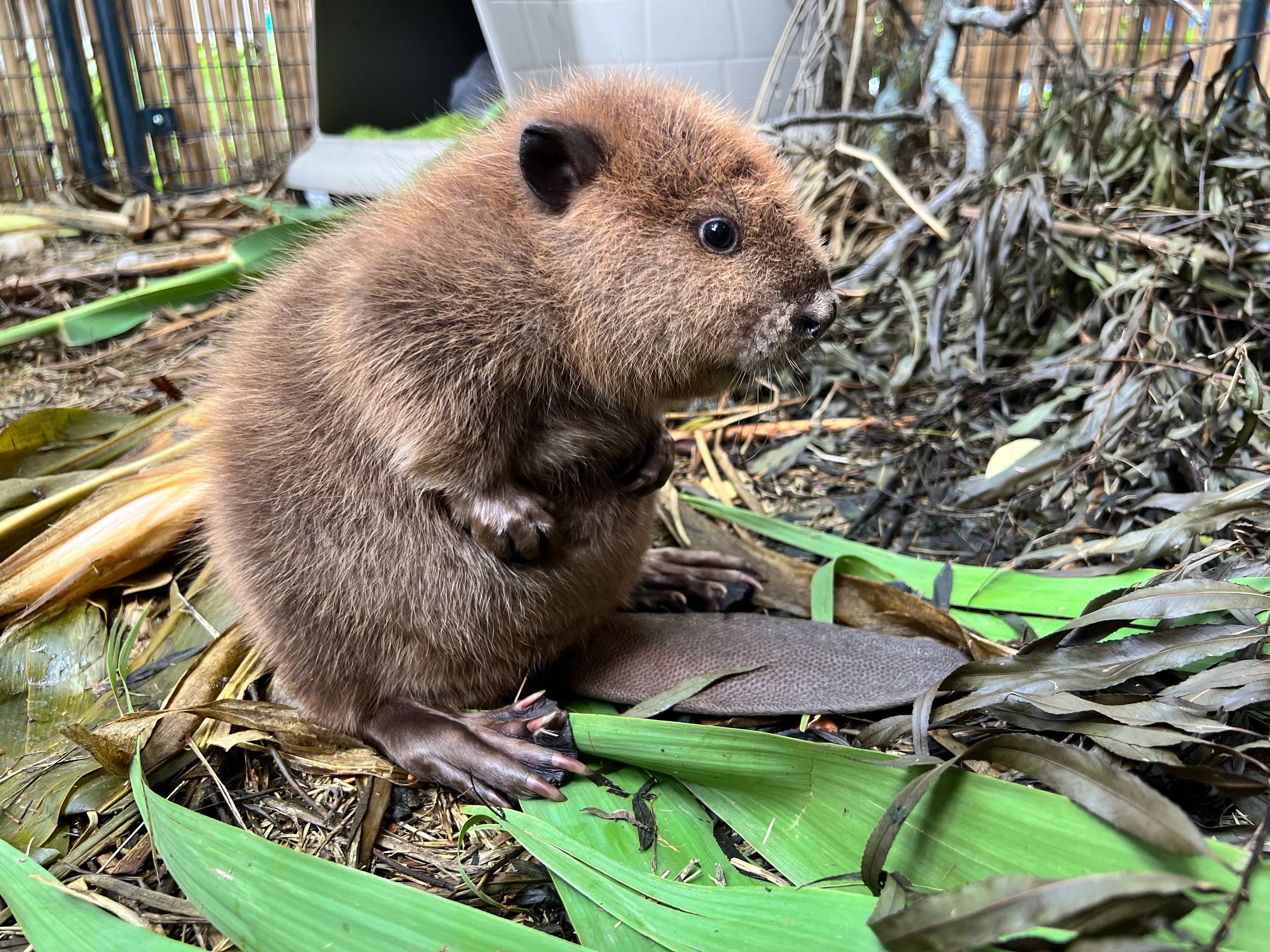 Contact | Waco Wildlife Rescue