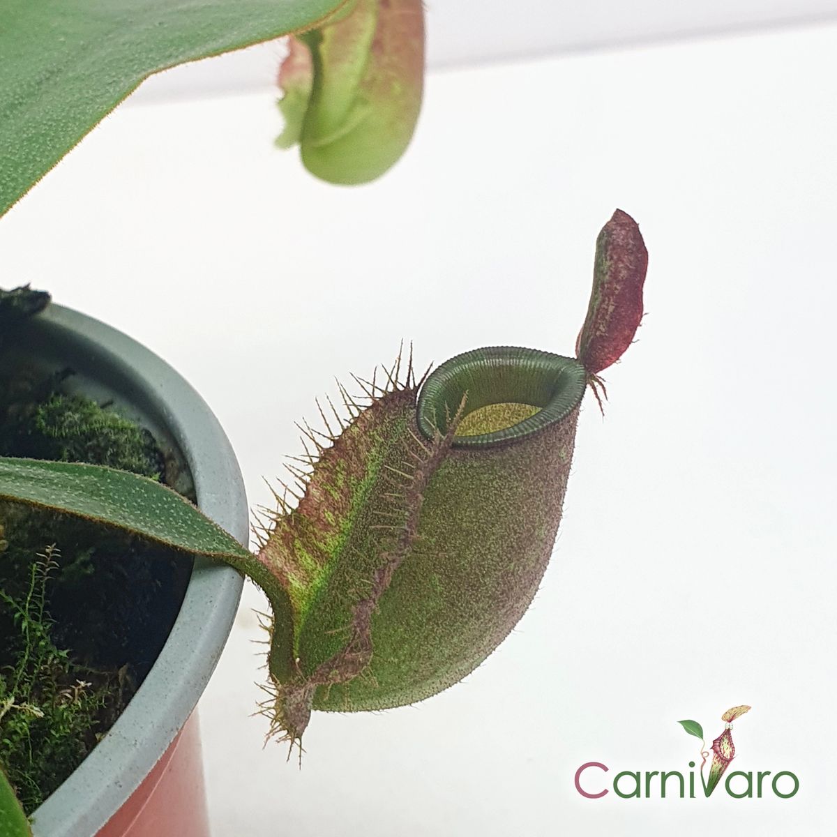 Nepenthes Ampullaria Green x Red