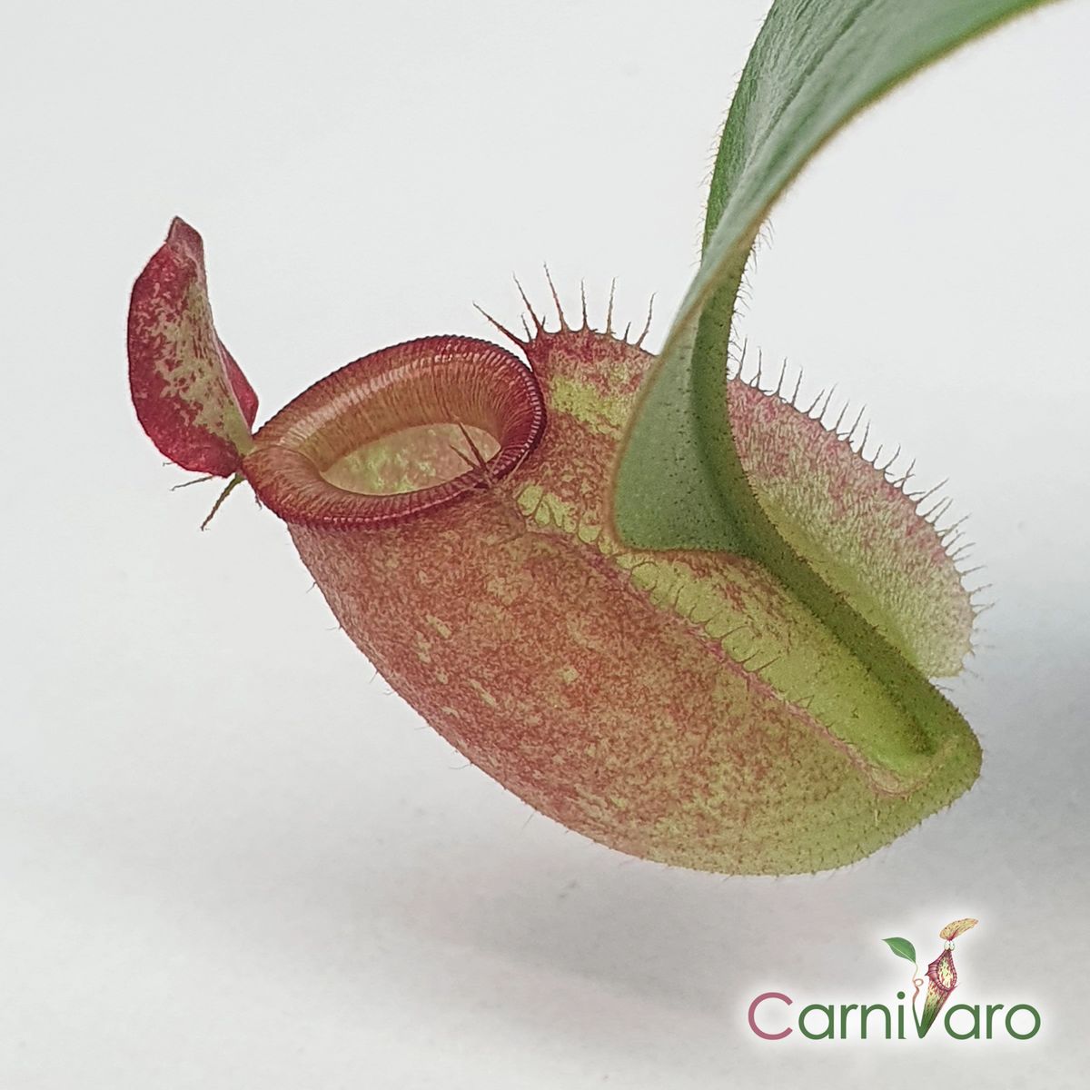 Nepenthes Ampullaria Green x Red
