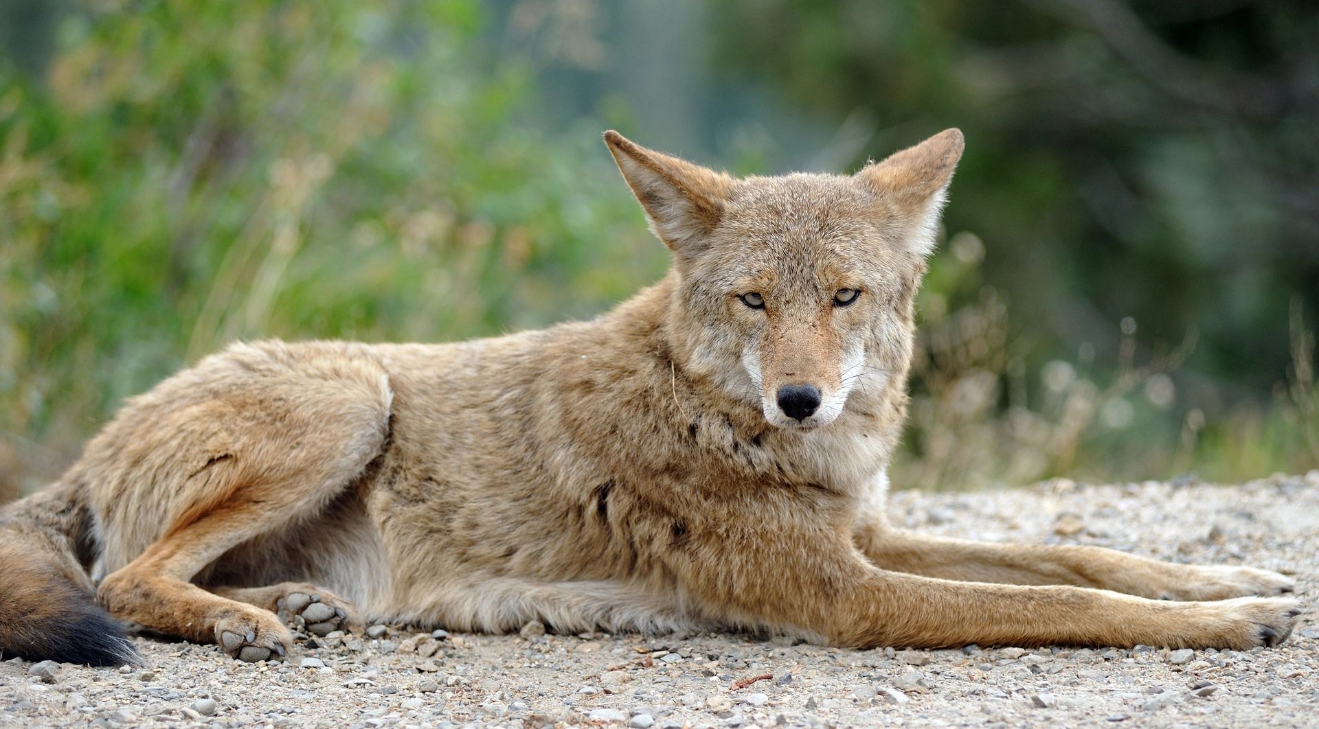 Coyote Trapper Atlanta, GA