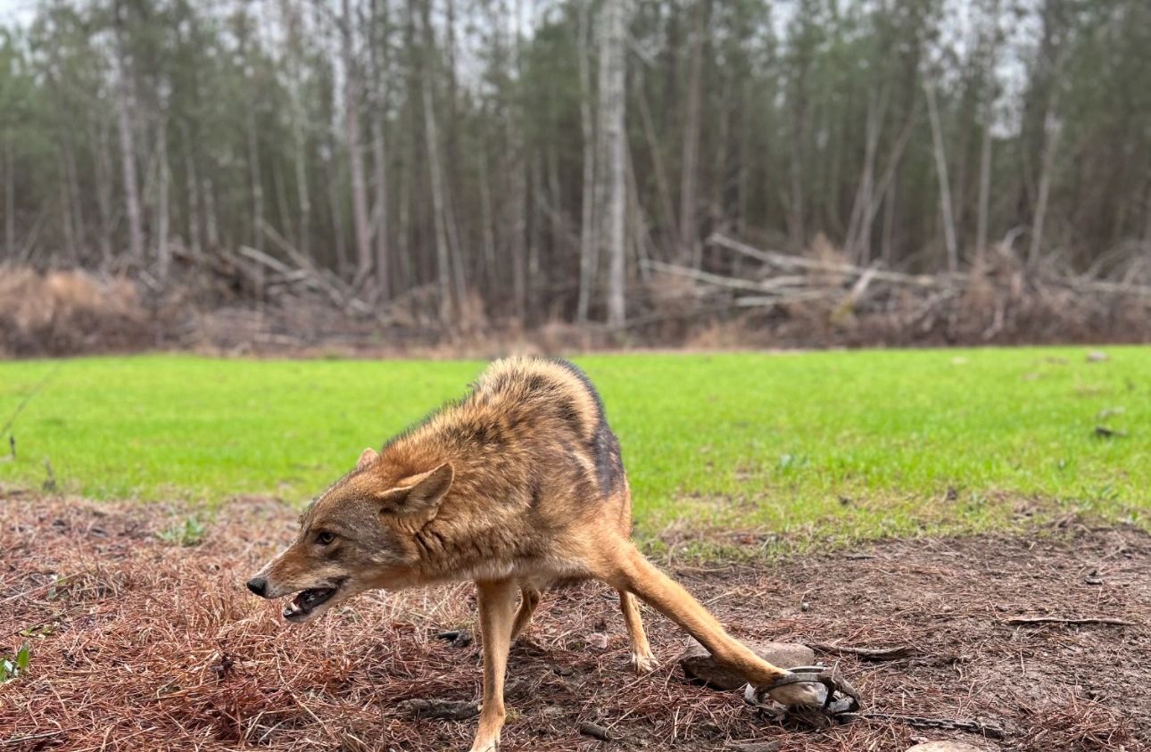 Georgia Coyote Trapper