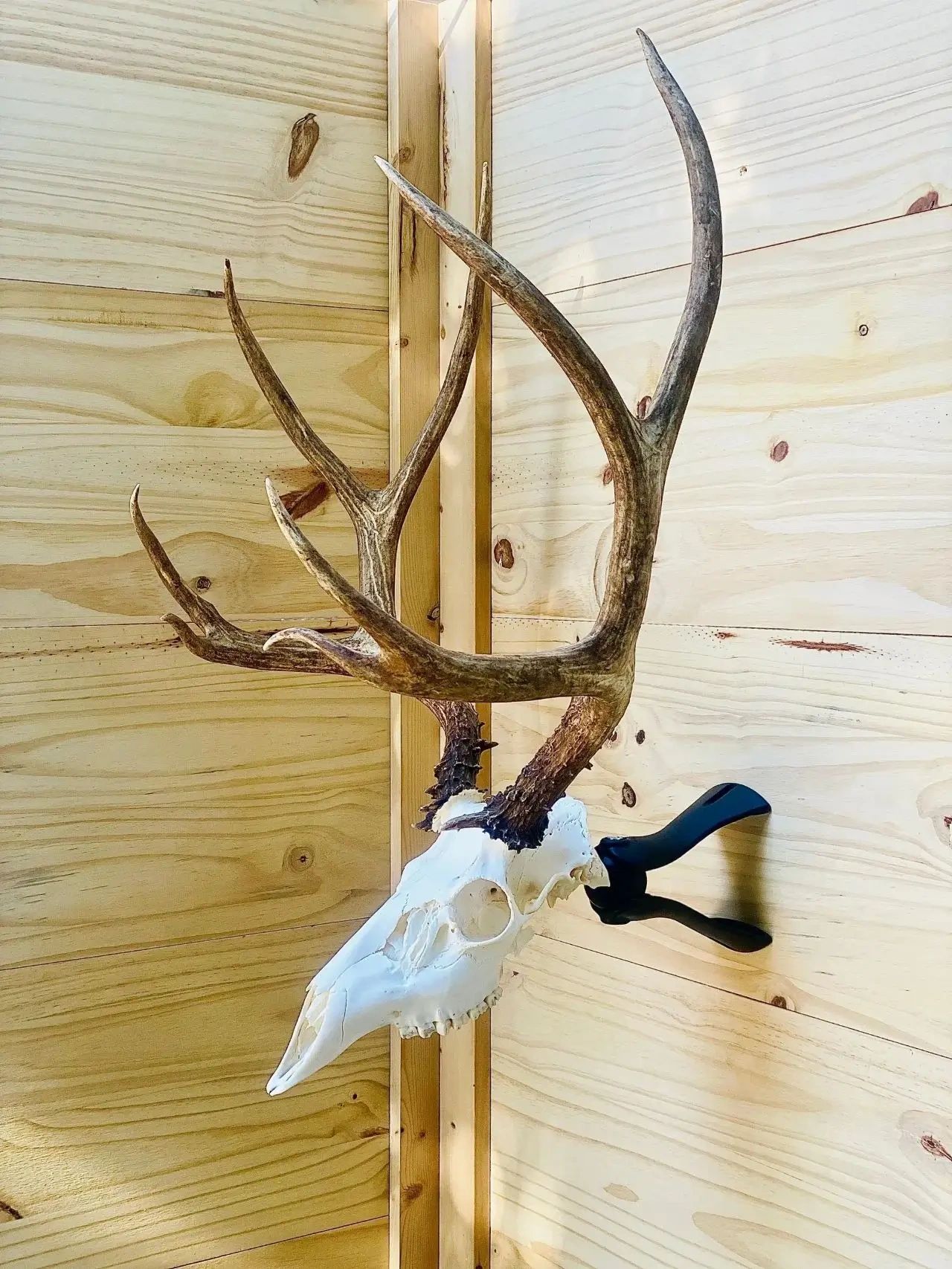 TrophySockets - Adjustable European skull mount hangers