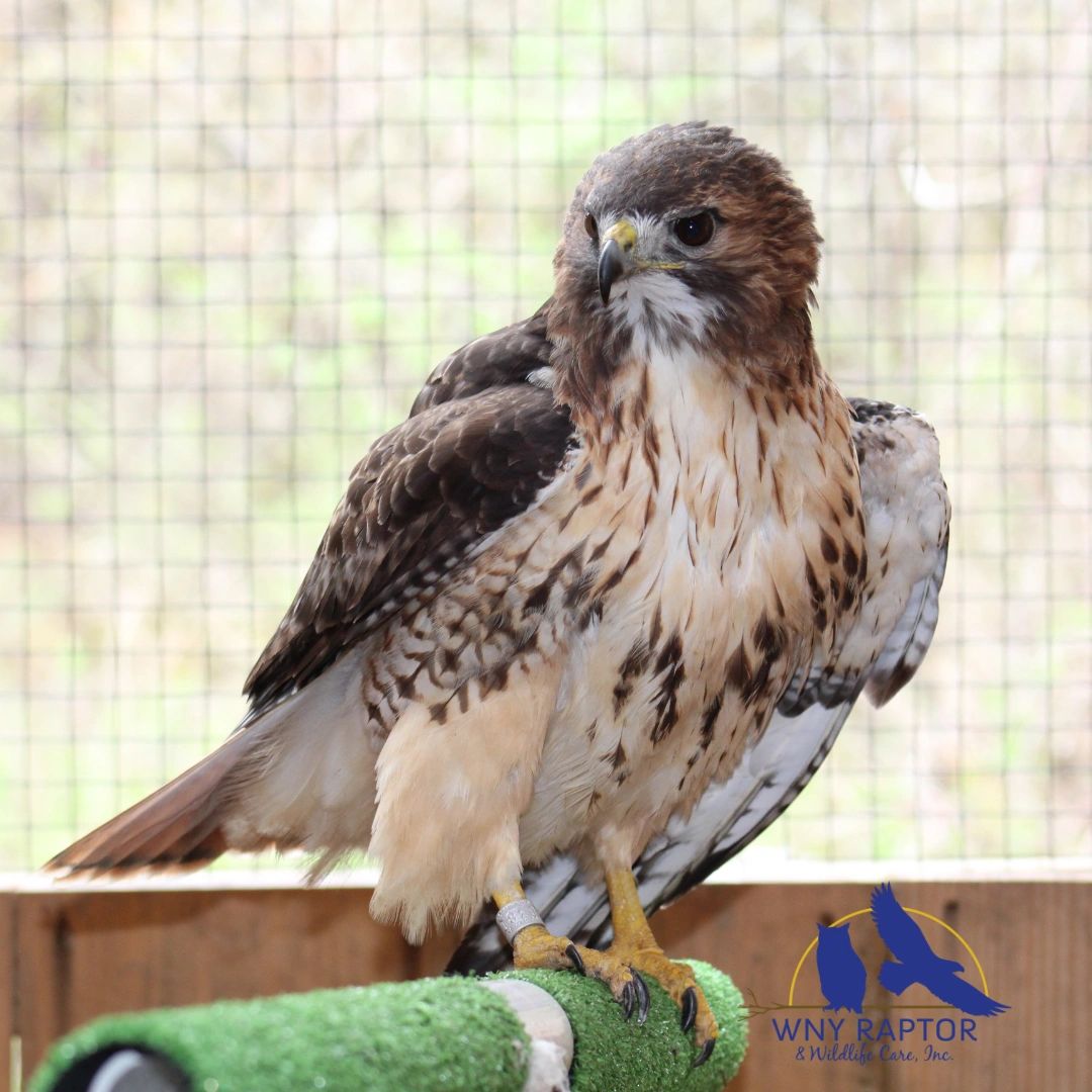 Wildlife Rehabilitation - WNY Raptor and Wildlife Care, Inc.