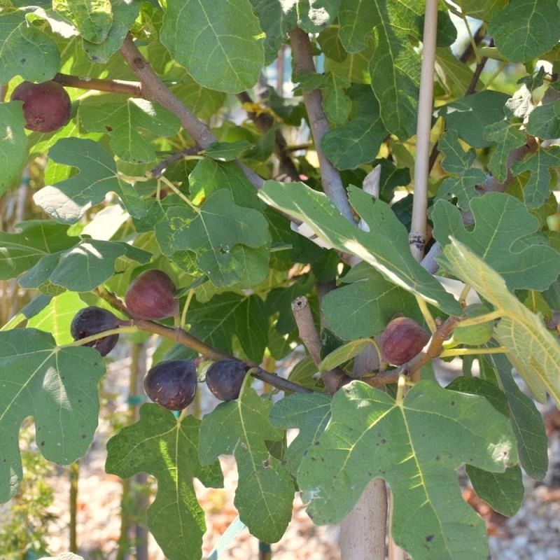 Fig