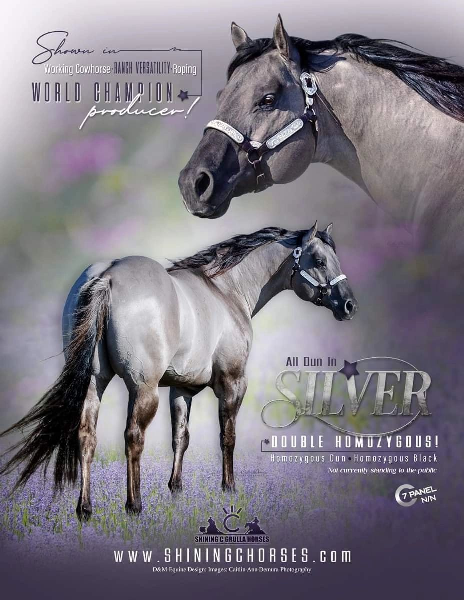 Silver Grulla Horse