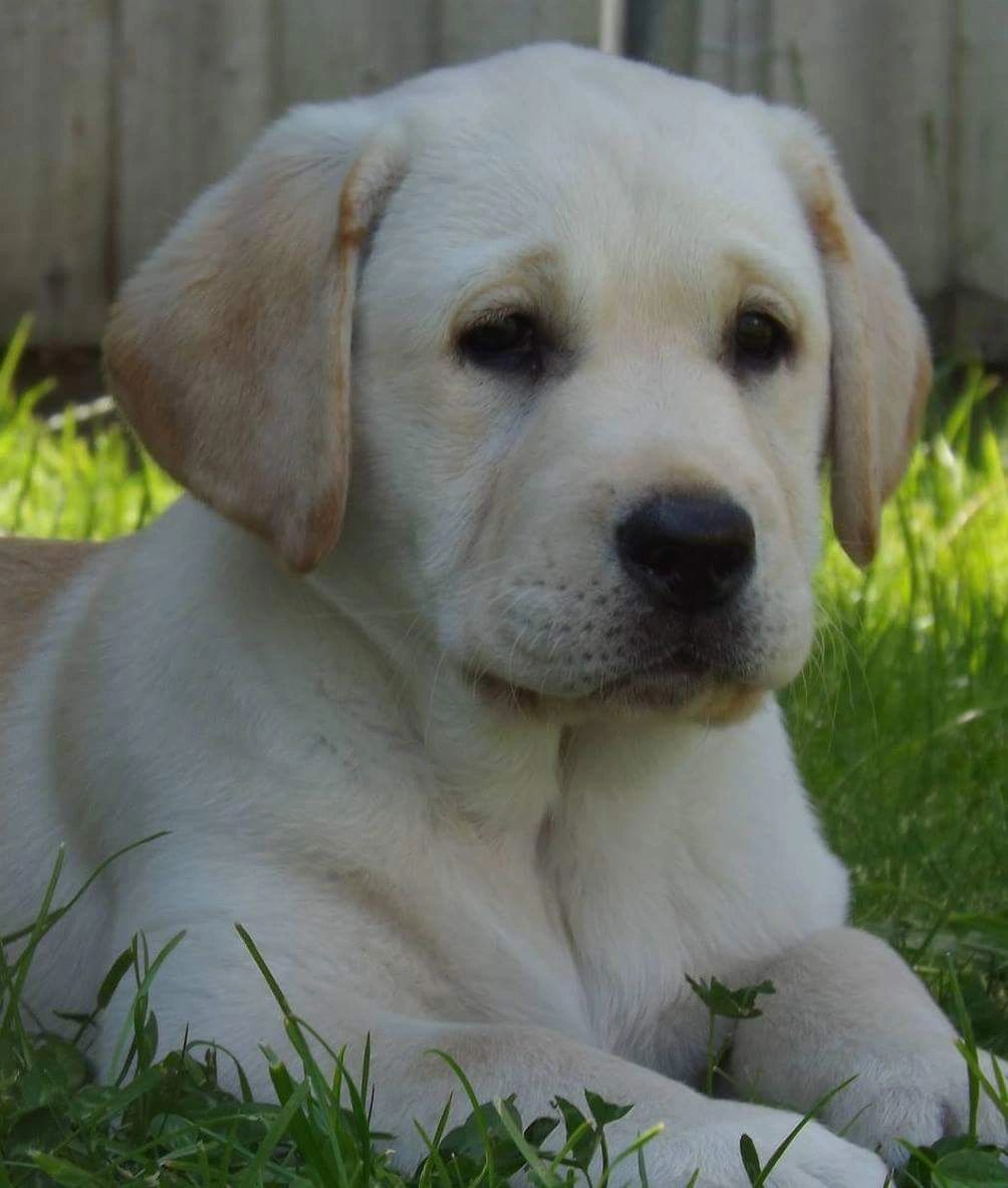 Contact Us | Wye valley vets