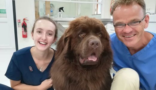 Wye valley vets - Veterinarian, Vet Practice