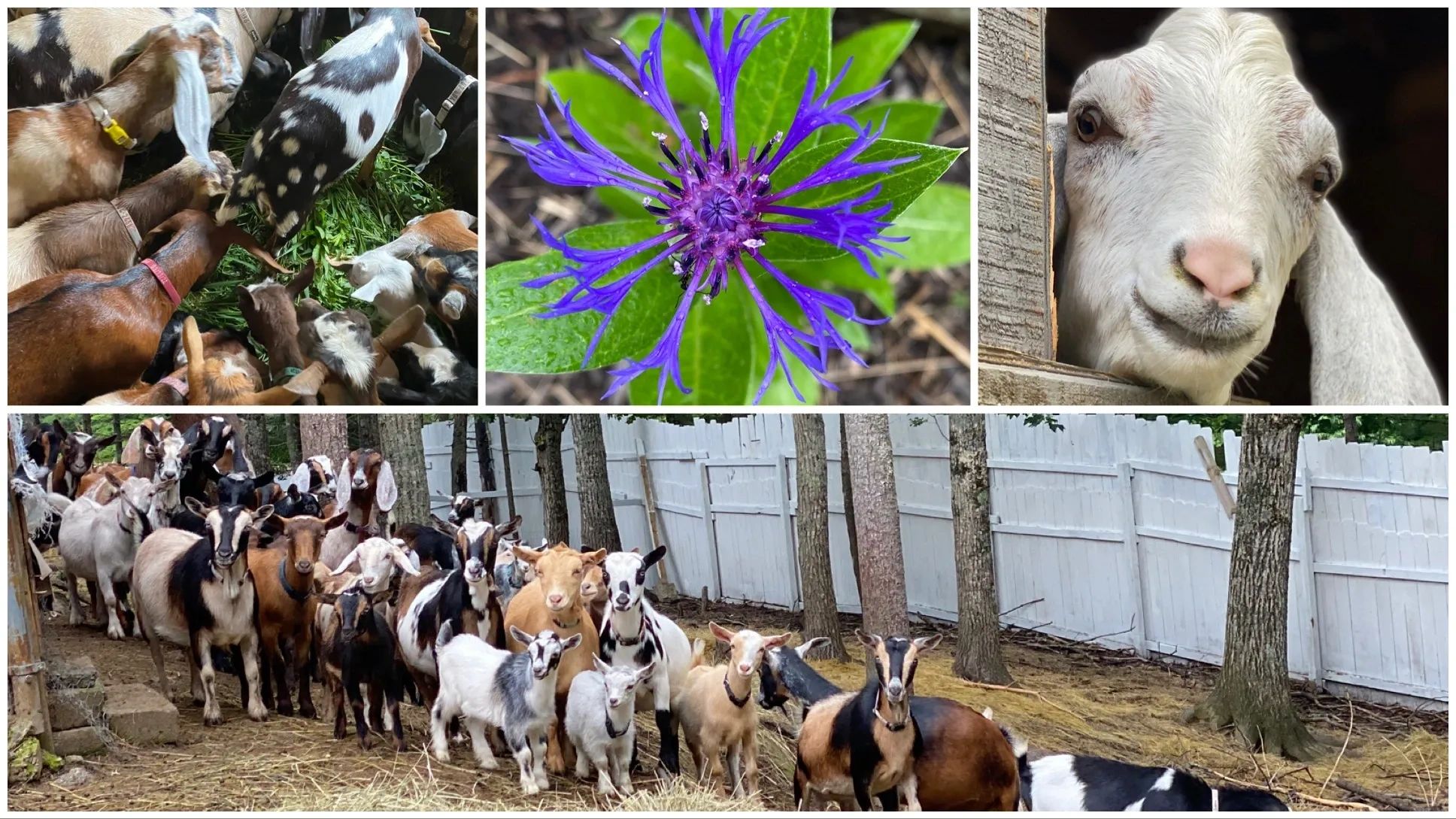 ‘23 Marbell Acres Kids