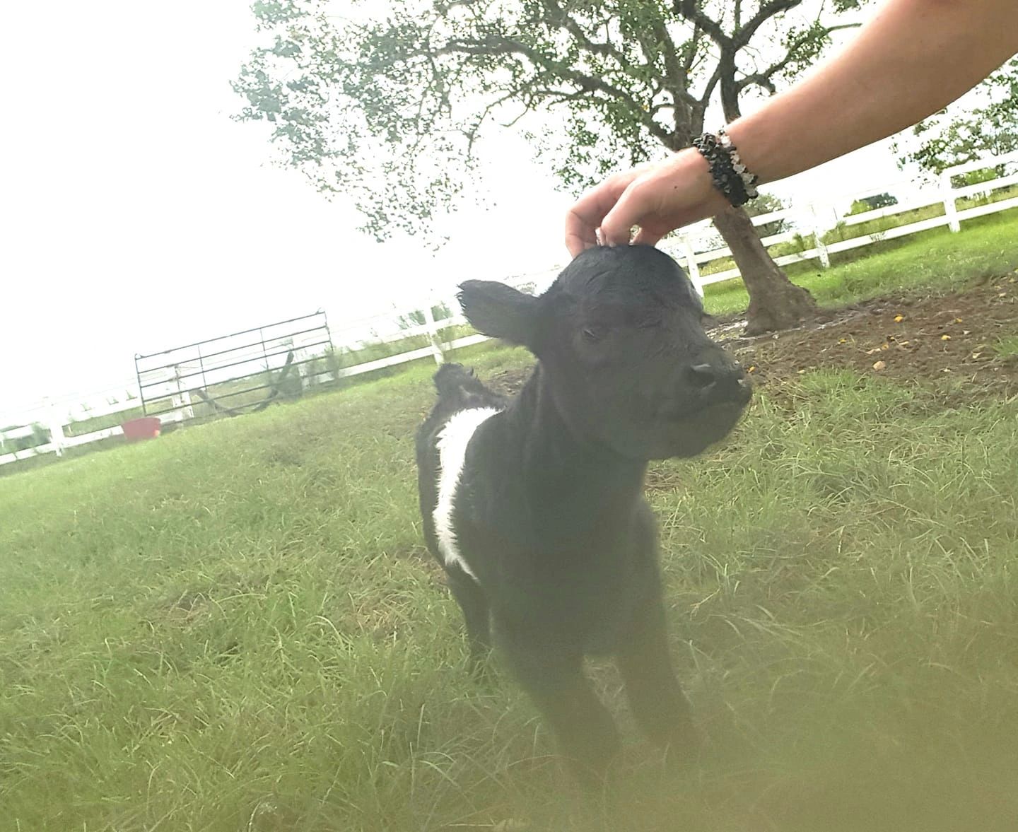 Miniature Belted Galloway Cattle