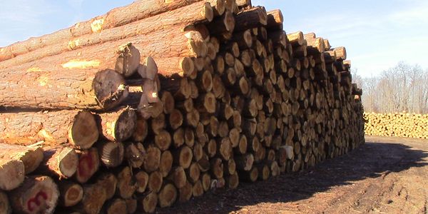 3B Timber Company Inc.