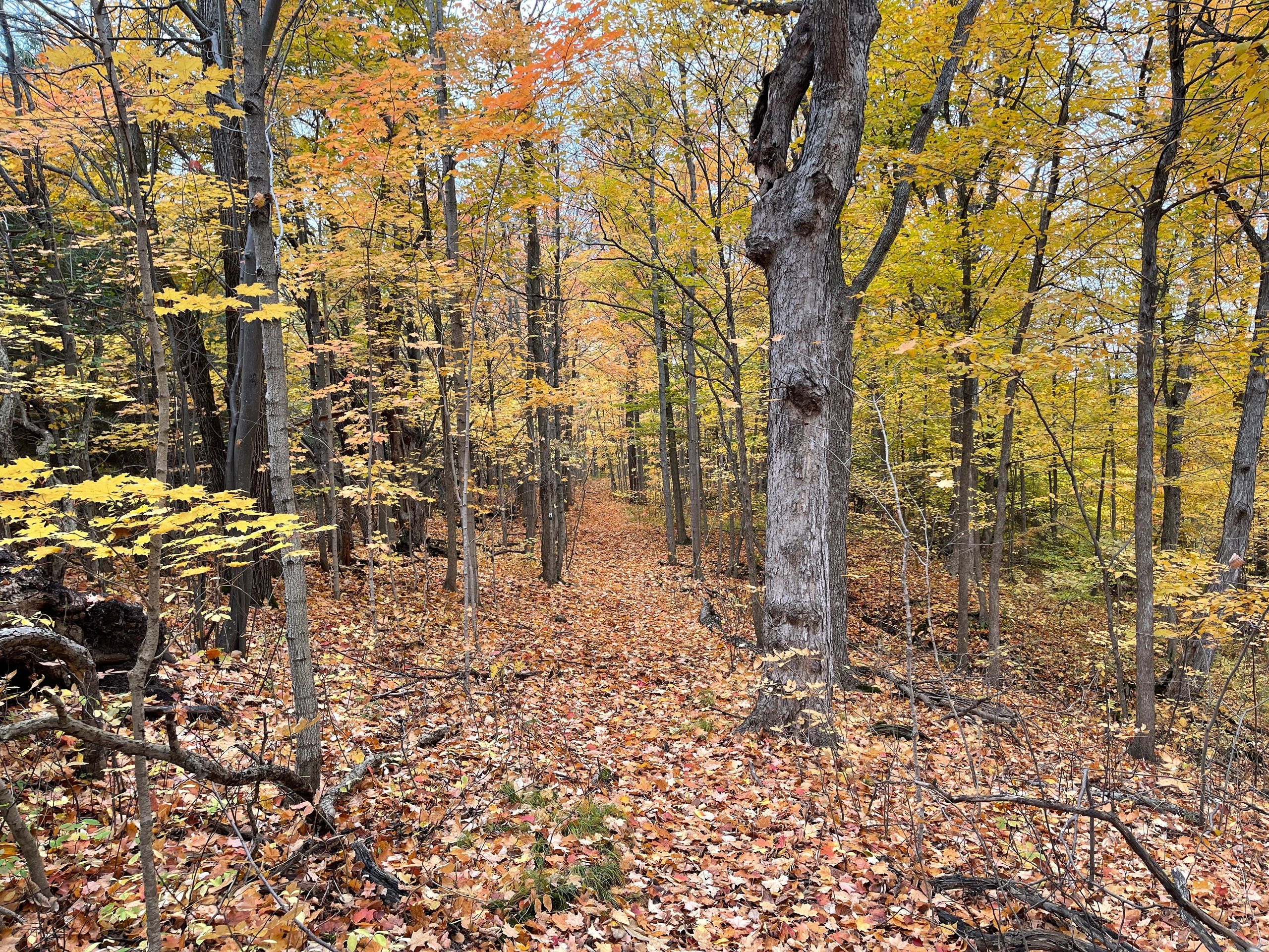 Mount Nemo Scout Camp - Your Destination for Adventure